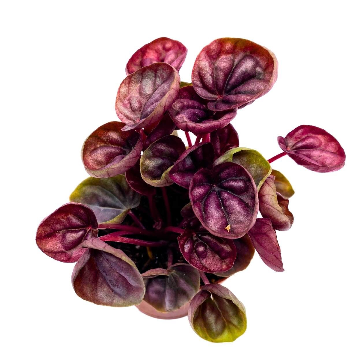 Peperomia Schumi Red, 2 Inch, Red Ripple Pep Caperata - Etsy