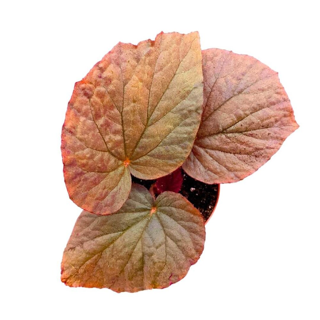 Begonia U508 Rhizomatous, 4 Inch, Large Leaf Rhizo Gray Burgundy Light ...