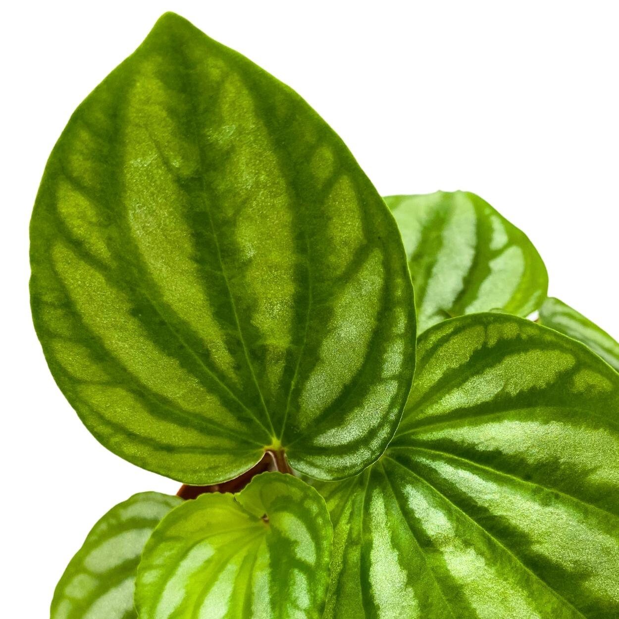 Filipino Watermelon Peperomia 4 Inch Special Rare Watermelon - Etsy