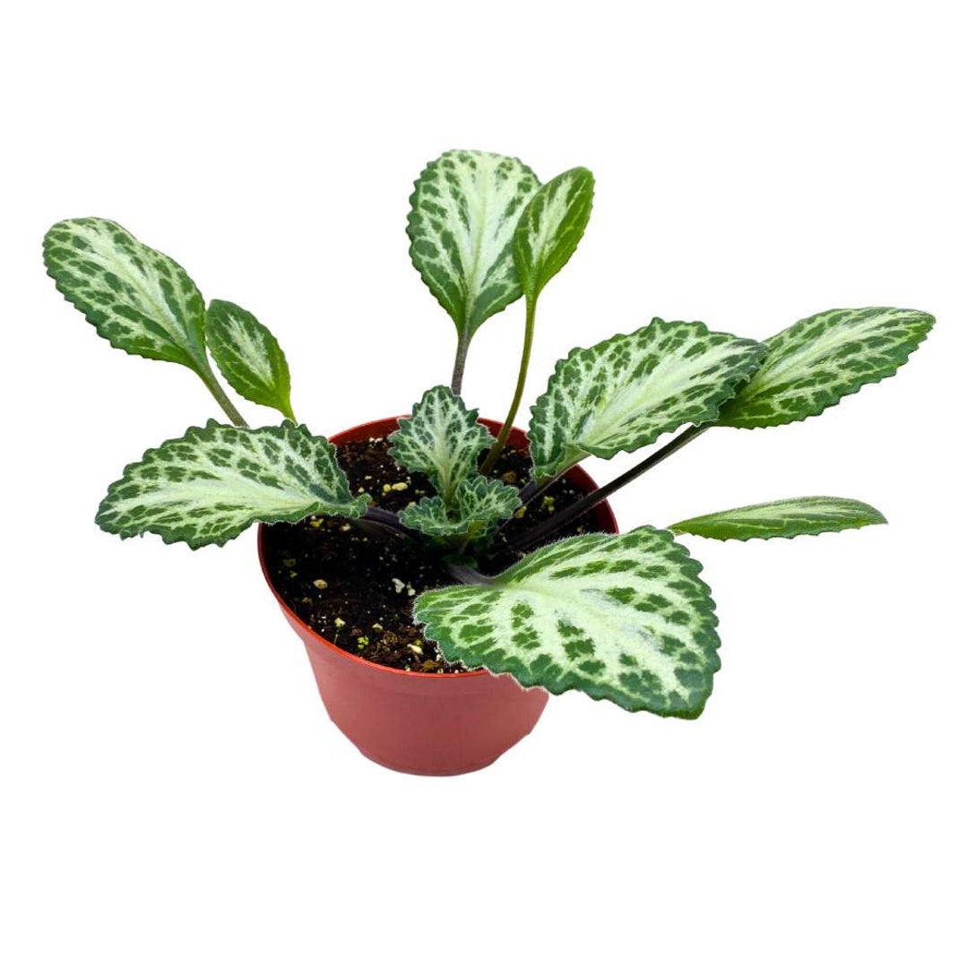 Loki Gesneriad Primulina, 6 Inch Flowering Indoor Chirita Plant - Etsy