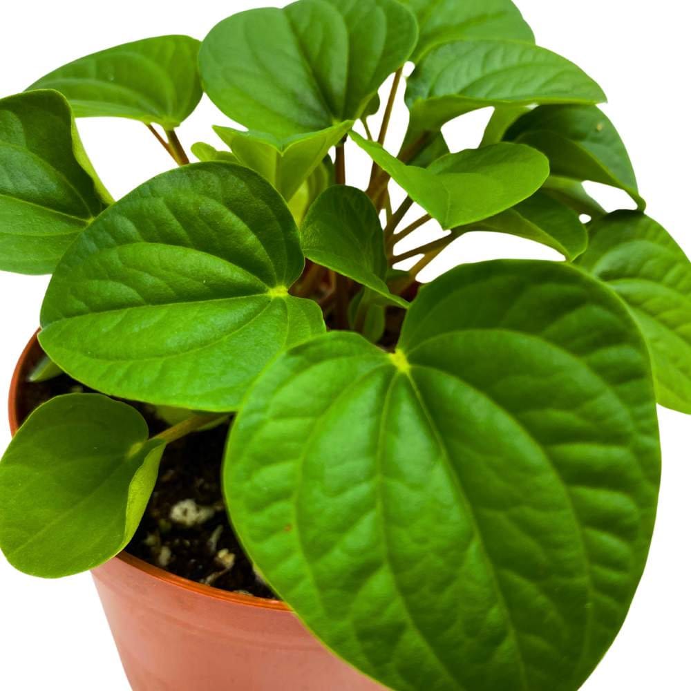 Peperomia Rana Verde, 4 Inch Green Albovittata - Etsy