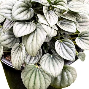 Peperomia Frost Light Green Ripple Pep Caperata - Etsy