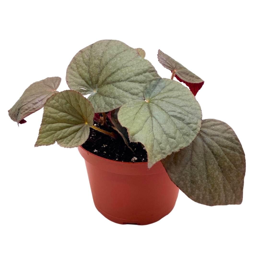 Begonia U508, 6 Inch Gray Large Leaf Rhizo Rhizomatous - Etsy