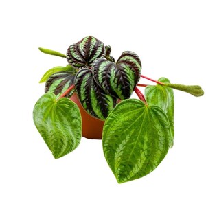 Peperomia Dragon Skin, 4 Inch, Rare Pep, Exotic House Plant - Etsy