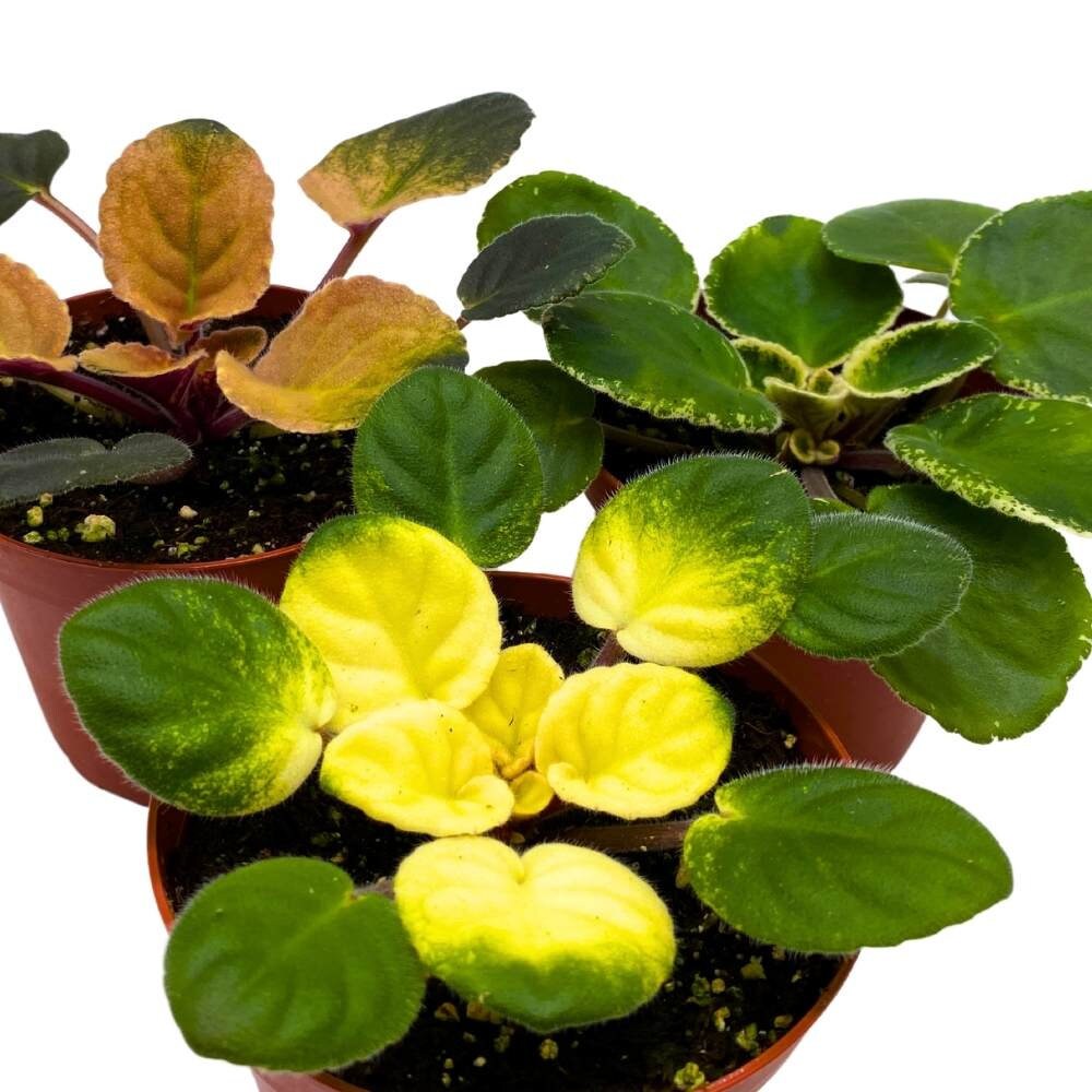 Harmony's Variegated African Violet Assortment, 4 Inch Set of 3, Rare ...