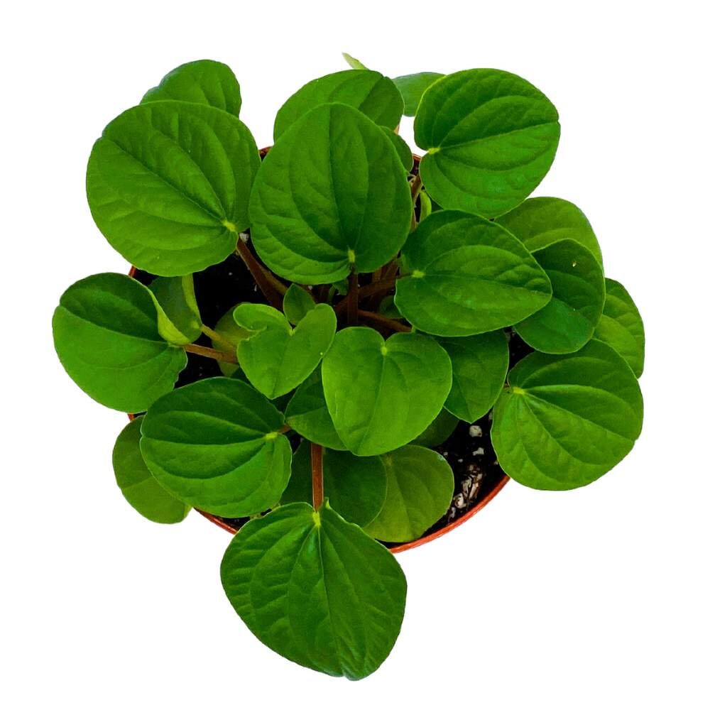 Peperomia Rana Verde, 4 Inch Green Albovittata - Etsy