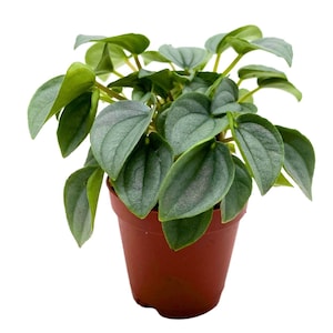Peperomia Frost Light Green Ripple Pep Caperata - Etsy