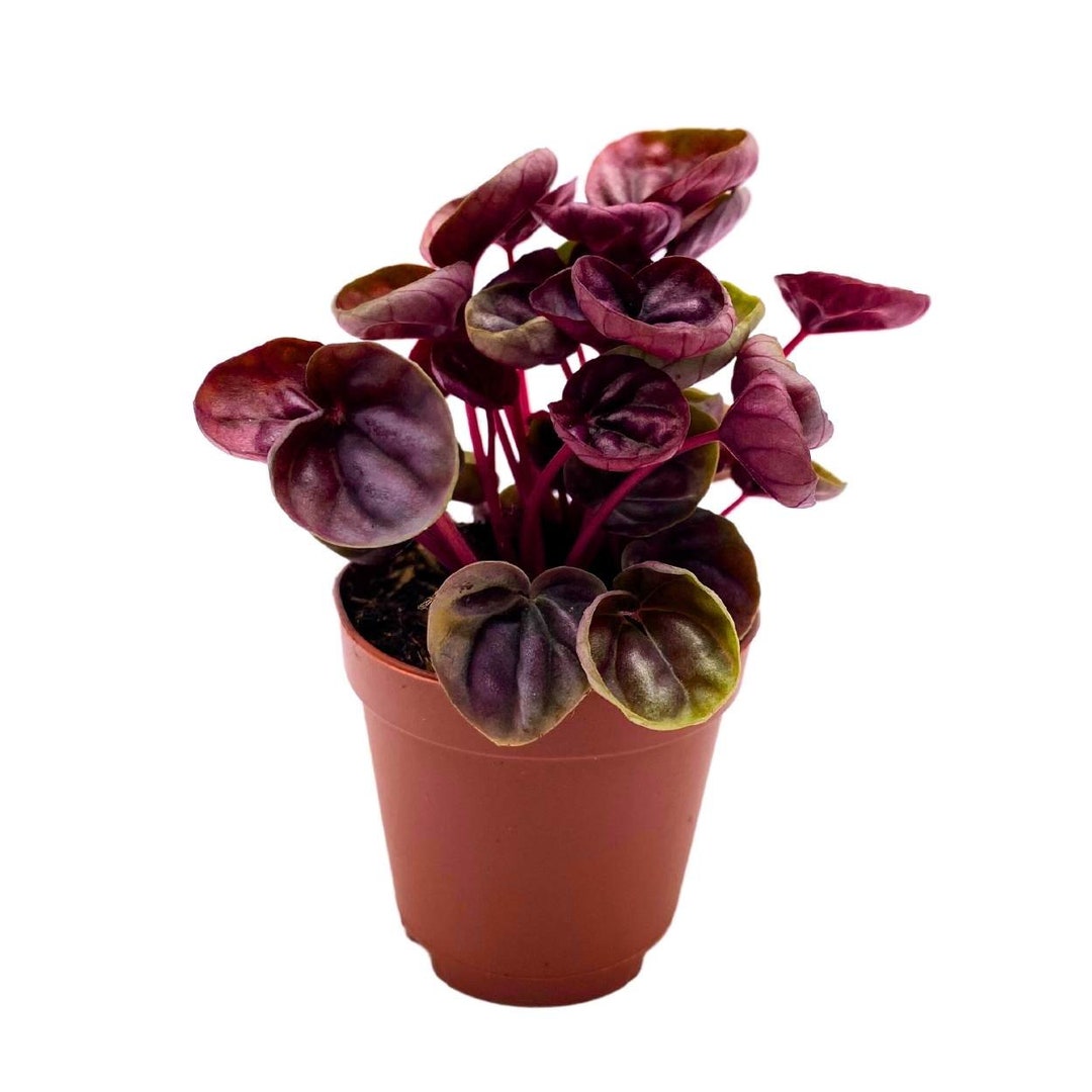 Peperomia Schumi Red, 2 Inch, Red Ripple Pep Caperata - Etsy