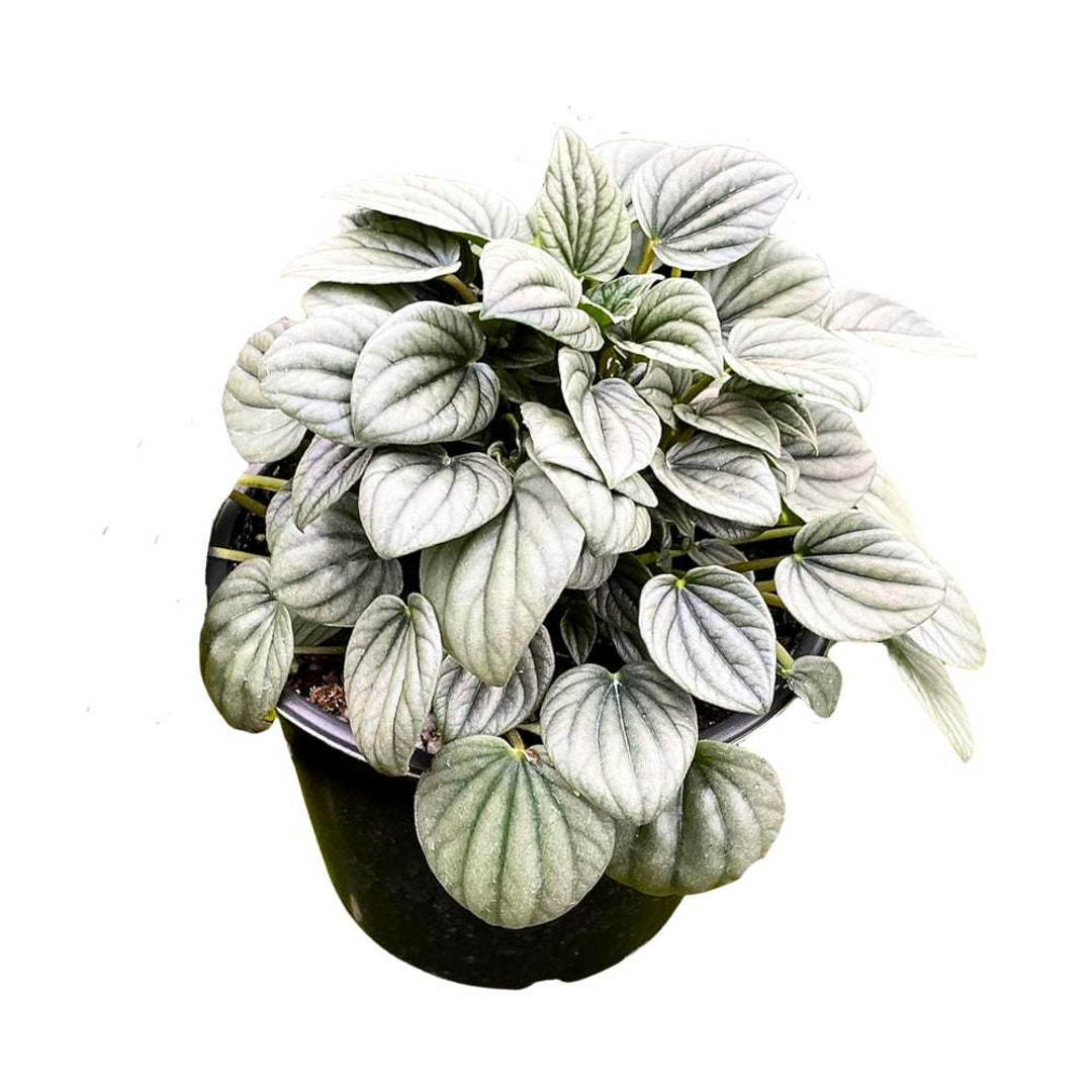 Peperomia Frost Light Green Ripple Pep Caperata - Etsy