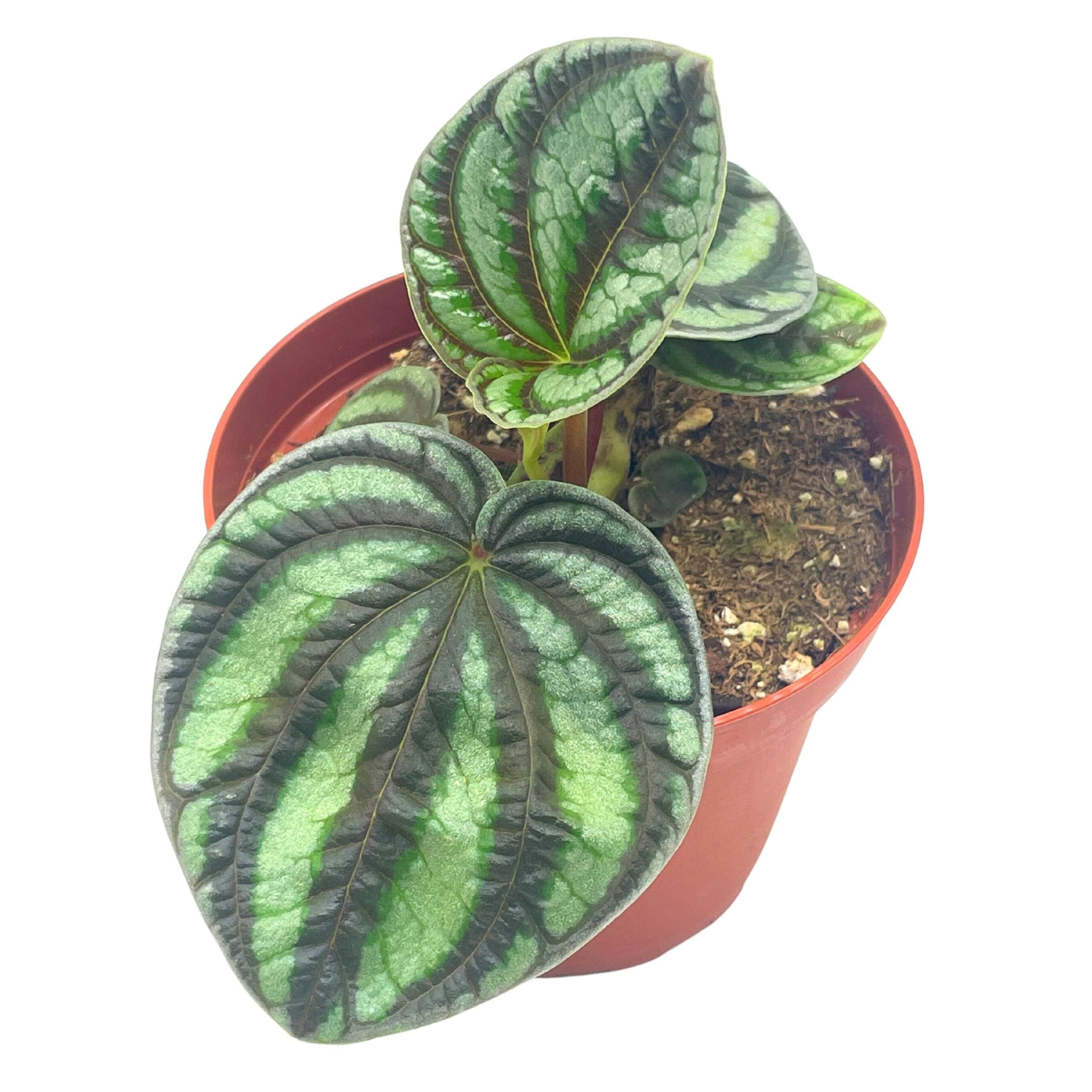 Peperomia Dragon Skin, 4 Inch, Rare Pep, Exotic House Plant - Etsy