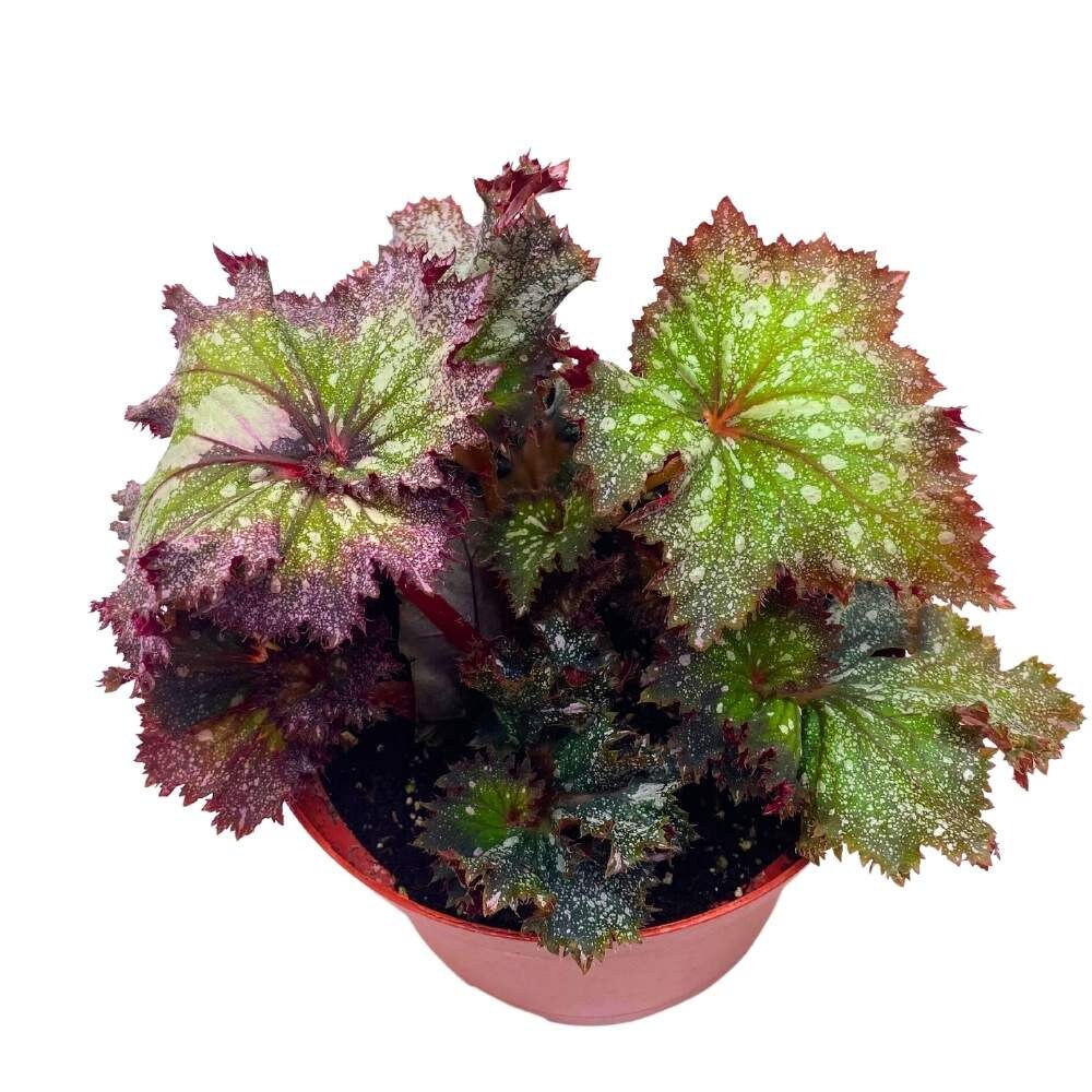 Harmony's Pink Radiance Begonia Rex Curled Purple and Green With White ...