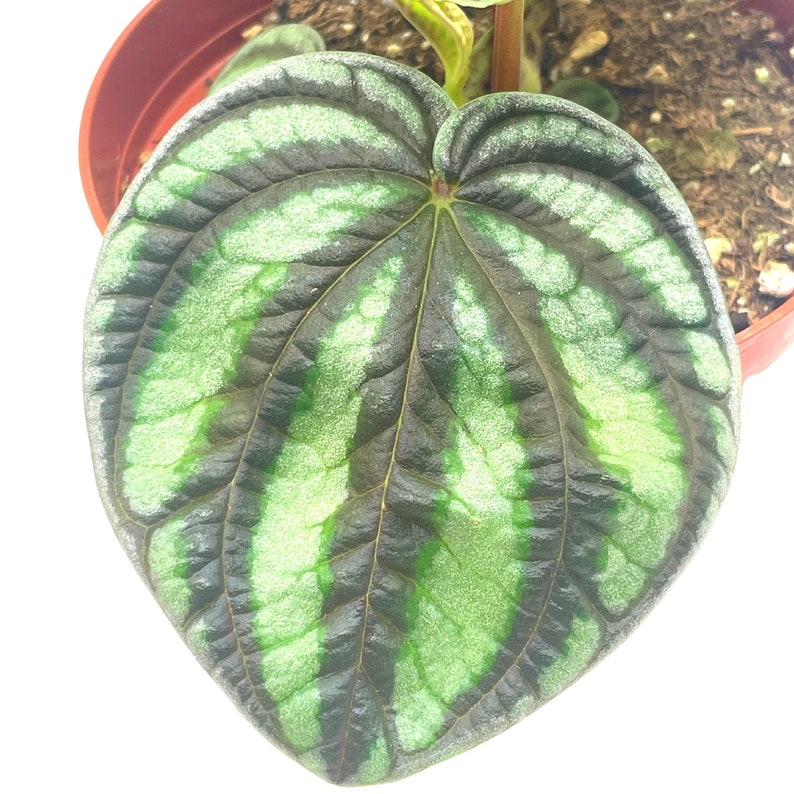 Peperomia Dragon Skin, 4 Inch, Rare Pep, Exotic House Plant - Etsy