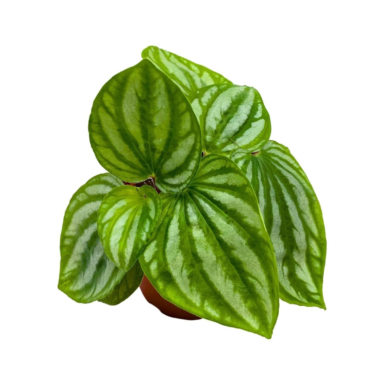 Filipino Watermelon Peperomia 4 Inch Special Rare Watermelon - Etsy