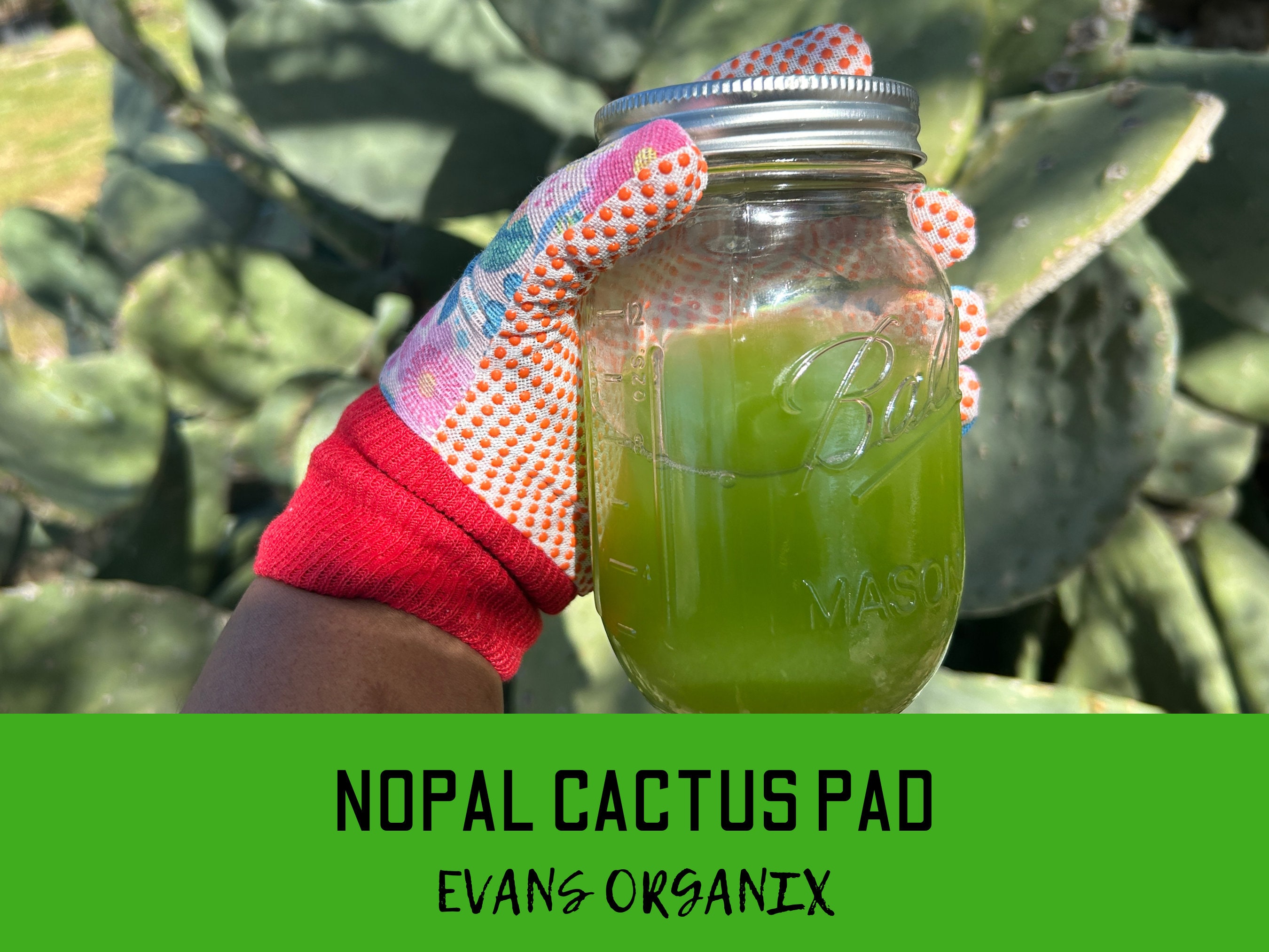 Large Nopal Cactus/prickly Pear Pads Edible Spined and Spineless - Etsy