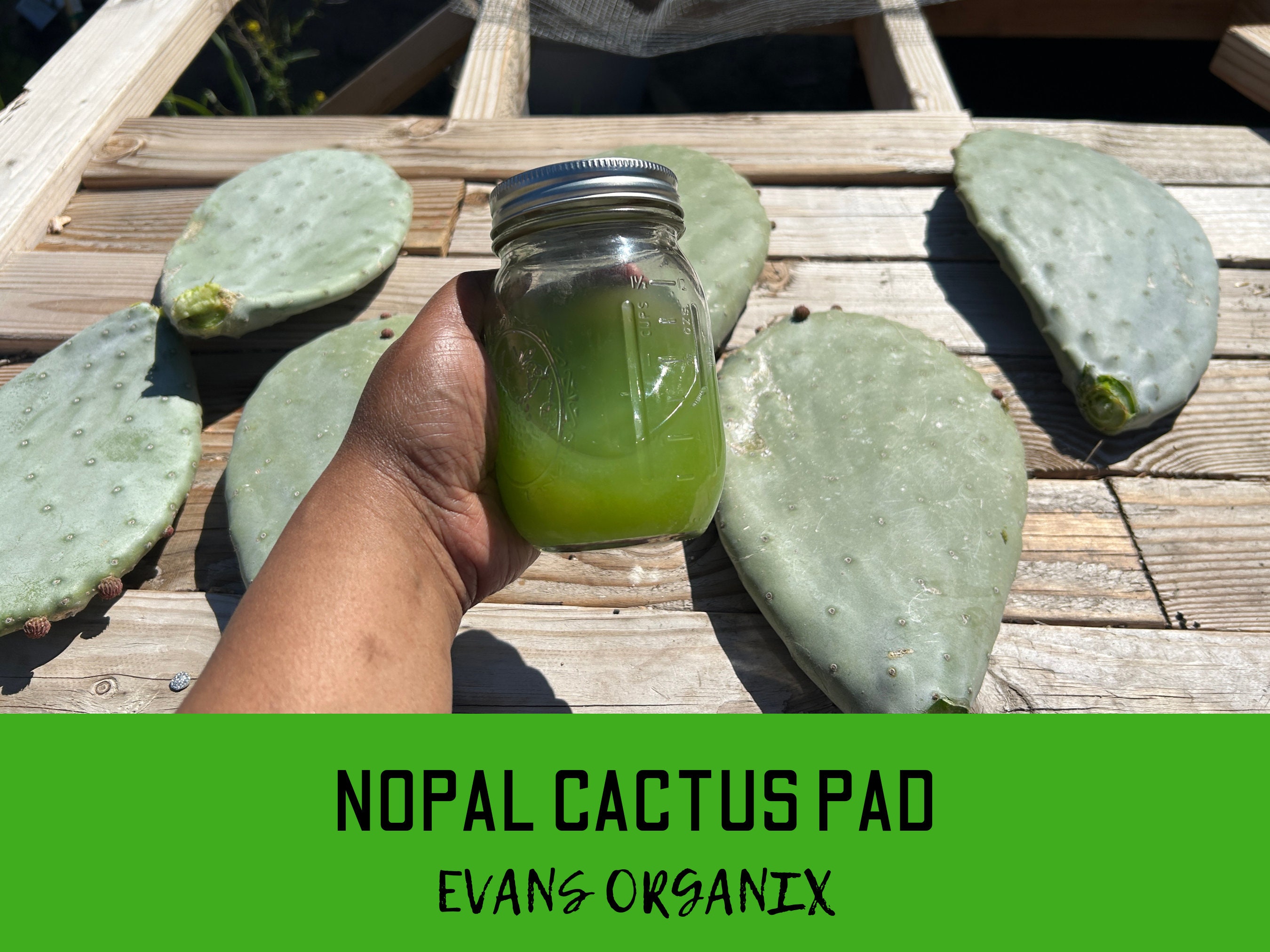 Large Nopal Cactus/prickly Pear Pads Edible Spined and Spineless - Etsy
