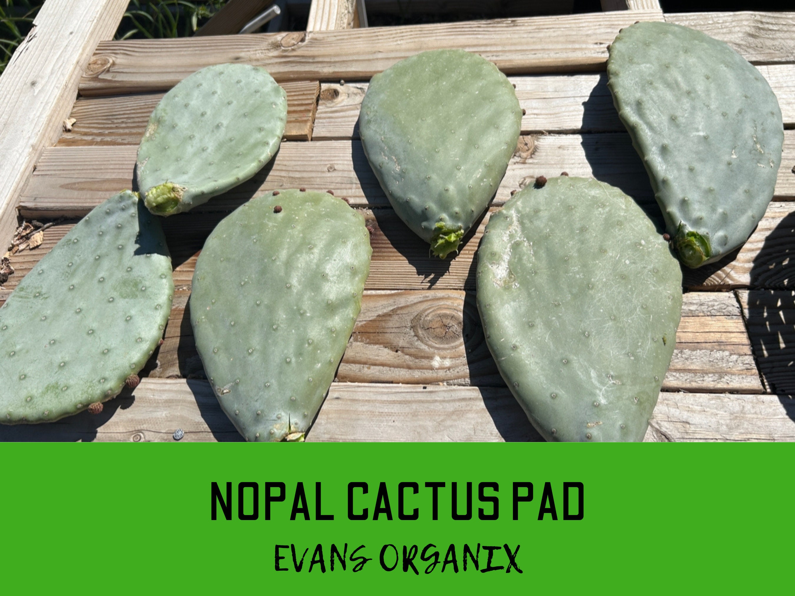 Large Nopal Cactus/prickly Pear Pads Edible Spined and Spineless - Etsy