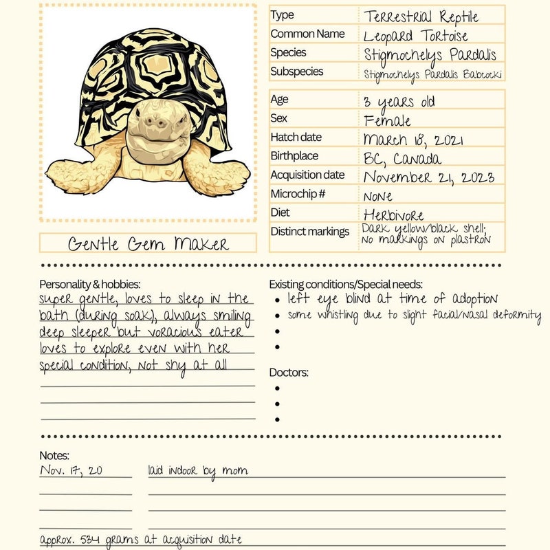 Tortoise Planners - Etsy