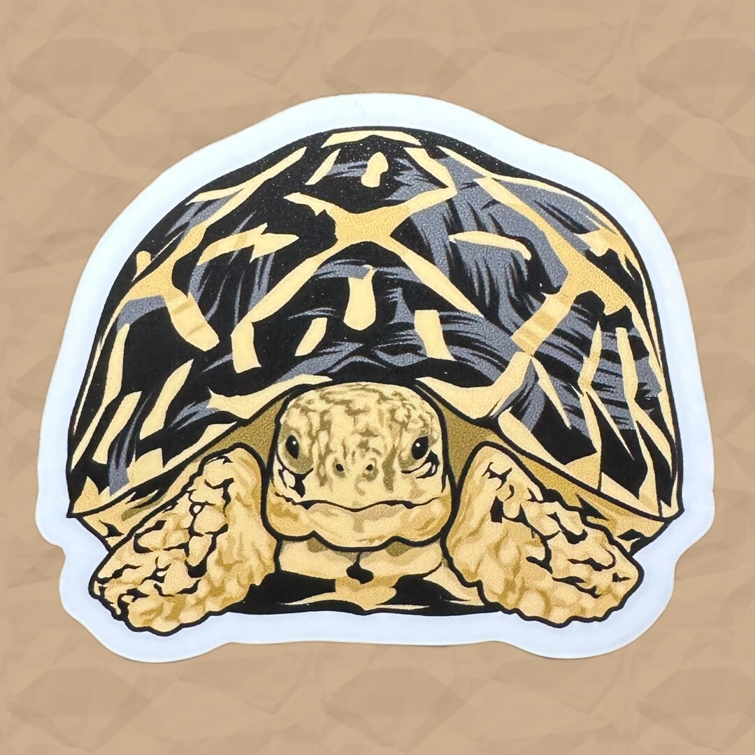 Bashful Tortoise Sticker: Laminated Die-cut Vinyl Decal - Etsy