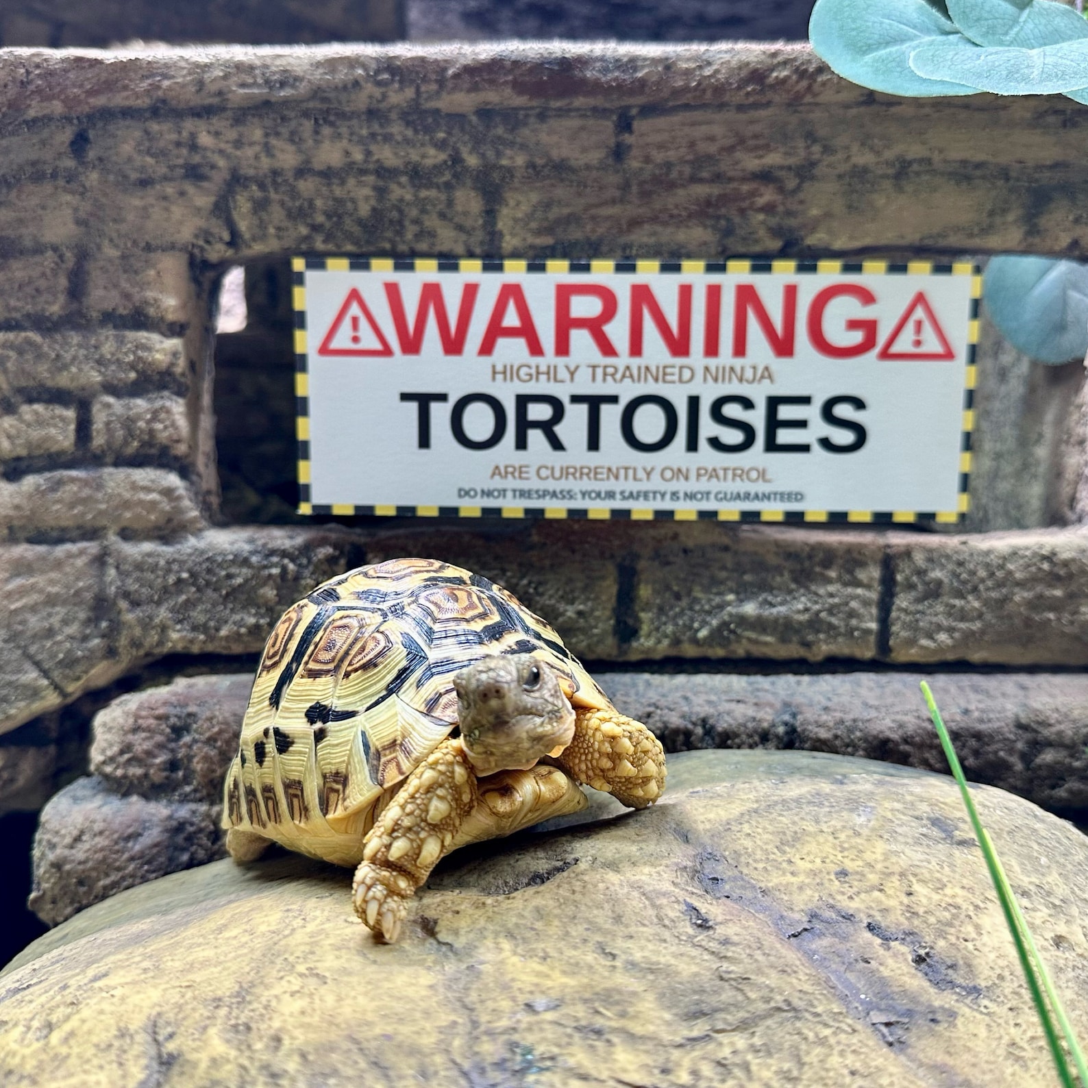 Highly Trained Ninja Tortoises on Patrol PVC Sign, Tortoise Sign ...