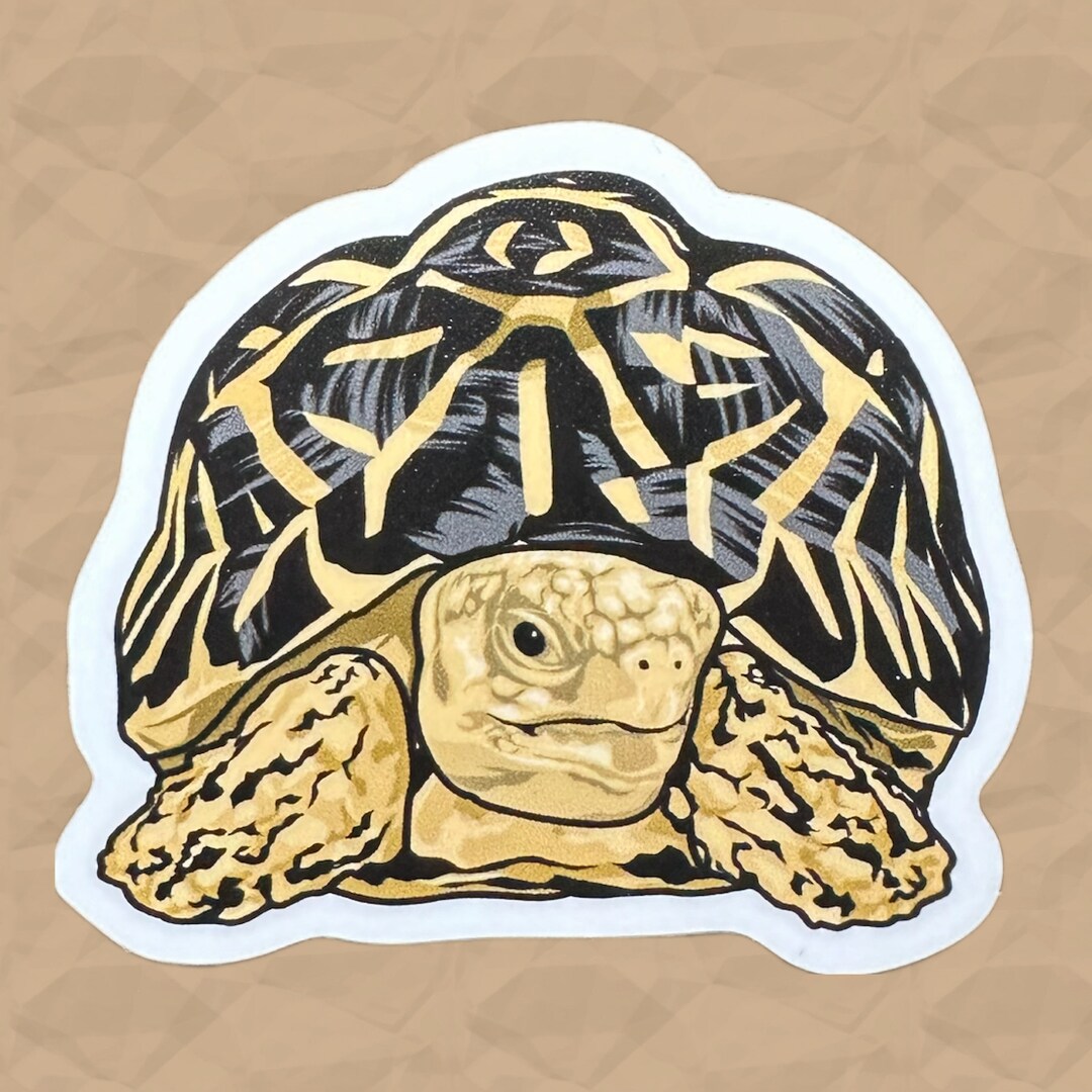 Sassy Tortoise Sticker: Removable Die-cut Vinyl - Etsy