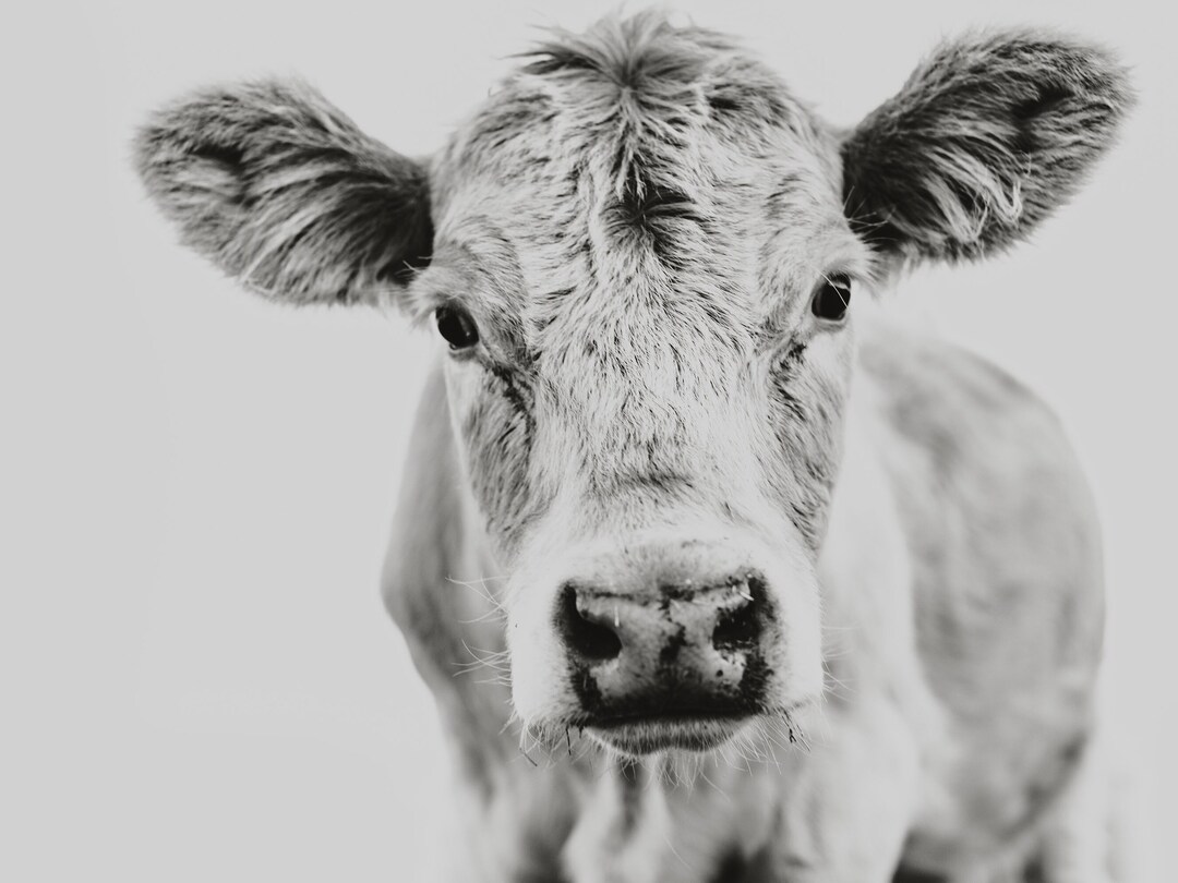 Farmhouse Cow Wall Decor - Etsy