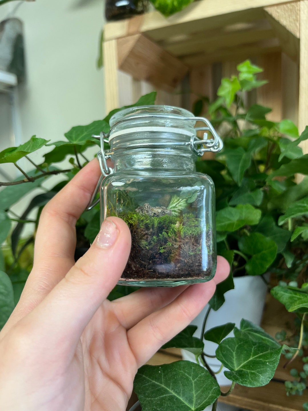 Small (3.5oz) Square Enclosed Ecosystem - Etsy