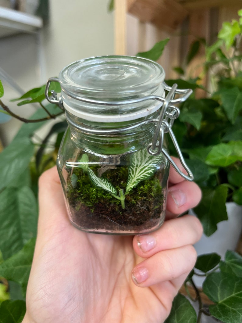 Small 3.5oz Square Enclosed Ecosystem - Etsy