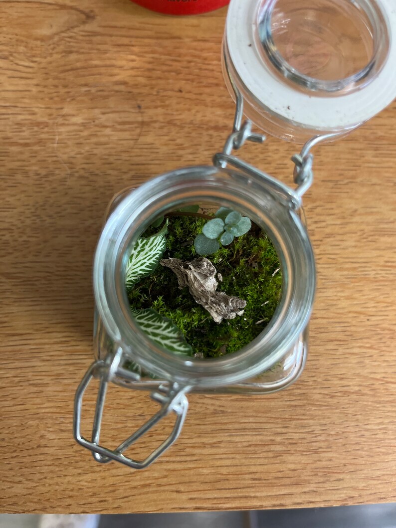 Small 3.5oz Square Enclosed Ecosystem - Etsy