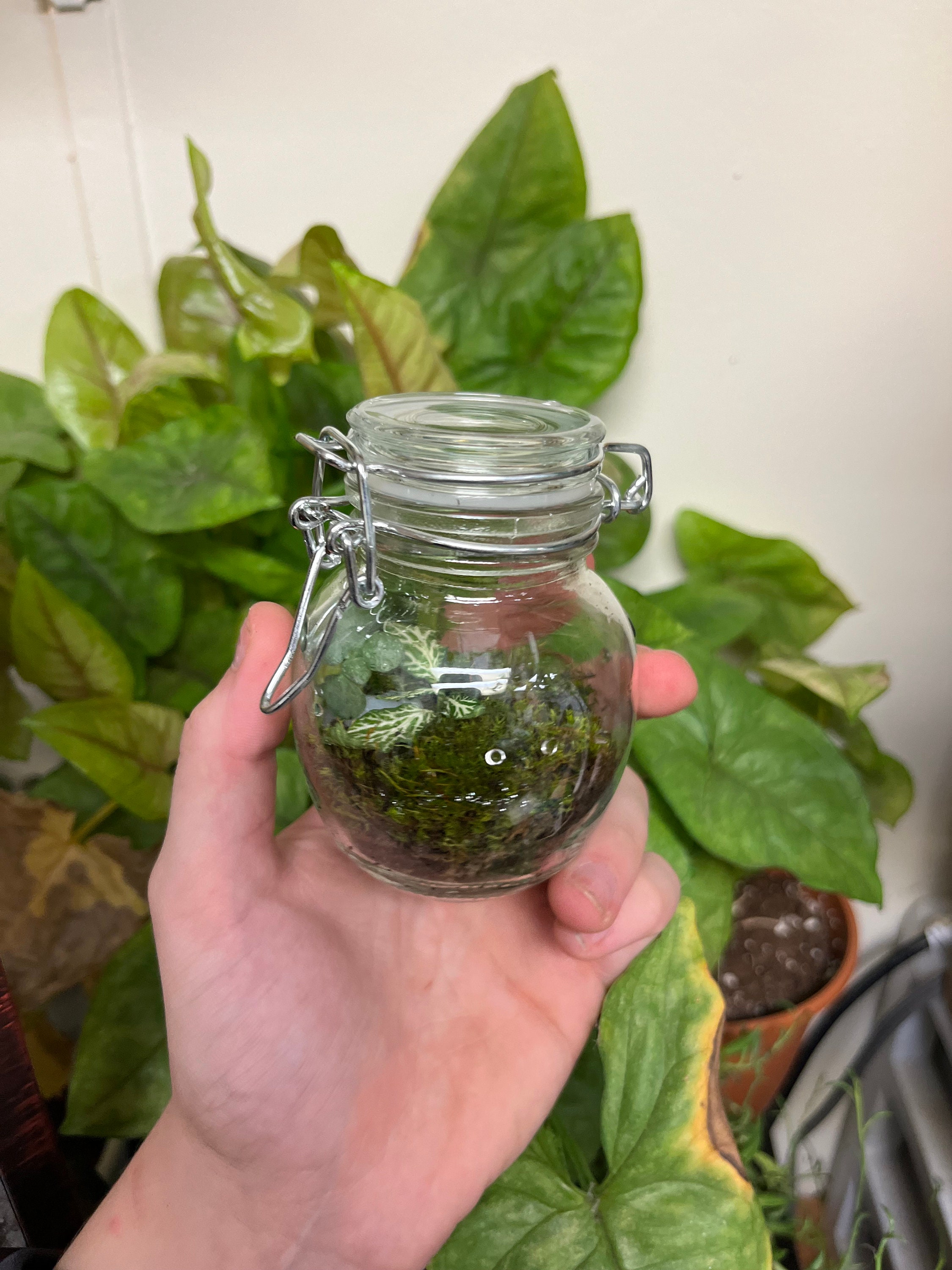 Small 3.5oz Round Enclosed Ecosystem With Polished Agate - Etsy