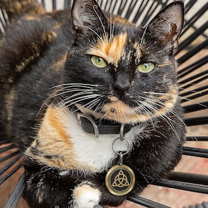 celtic cat collar