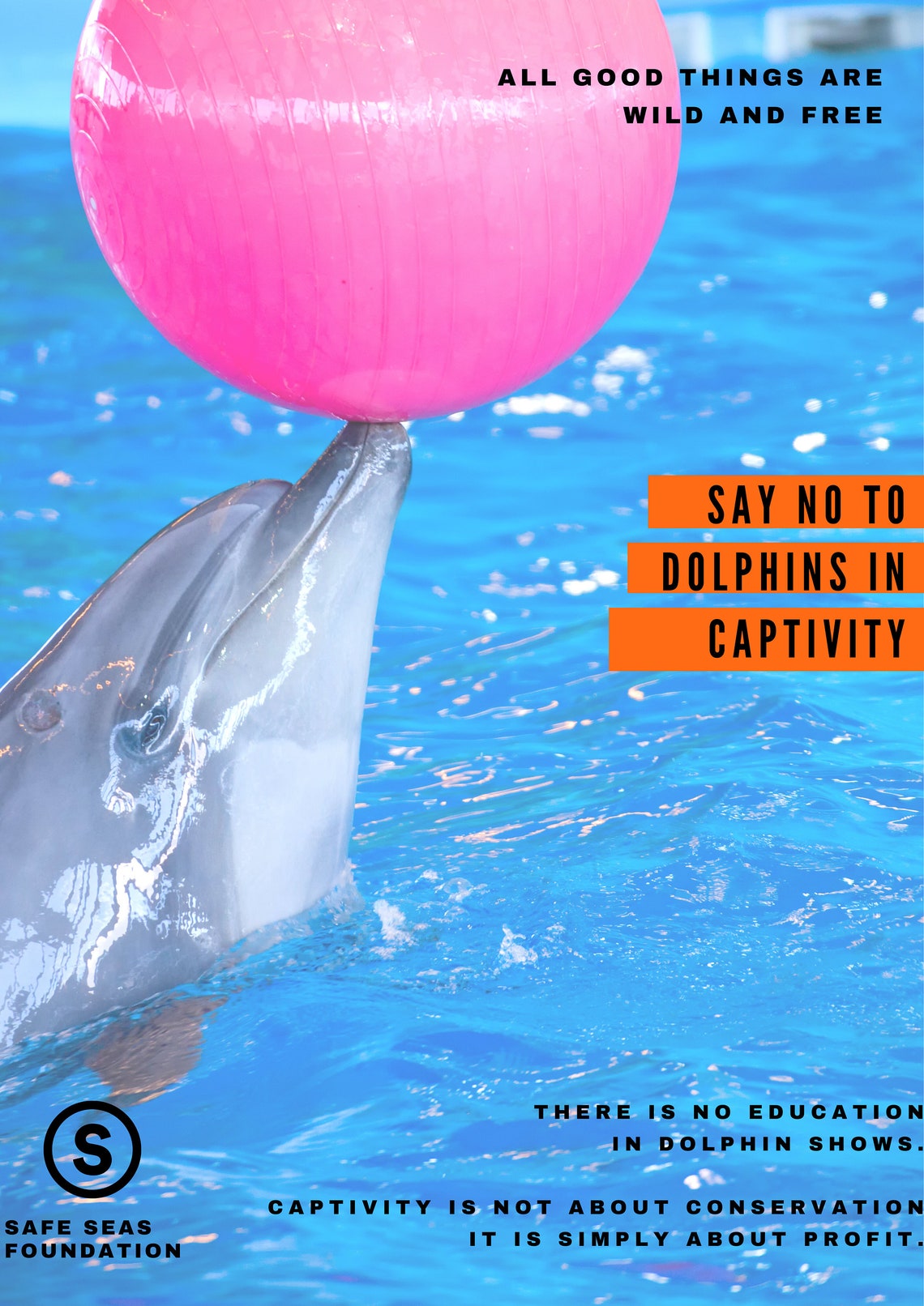 Adopt a Dolphin Gift Package With Unique Adoption Certificate & Charity ...