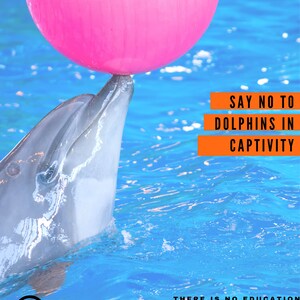 Adopt a Dolphin Gift Package With Unique Adoption Certificate & Charity ...