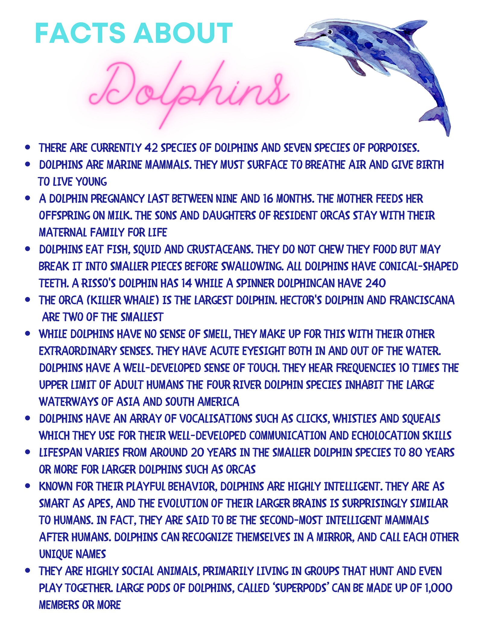 Adopt a Dolphin Gift Package With Unique Adoption Certificate & Charity ...