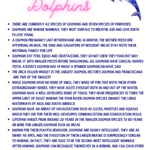 Adopt a Dolphin Gift Package With Unique Adoption Certificate & Charity ...