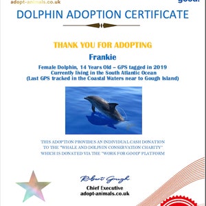 Adopt a Dolphin Gift Package With Unique Adoption Certificate & Charity ...