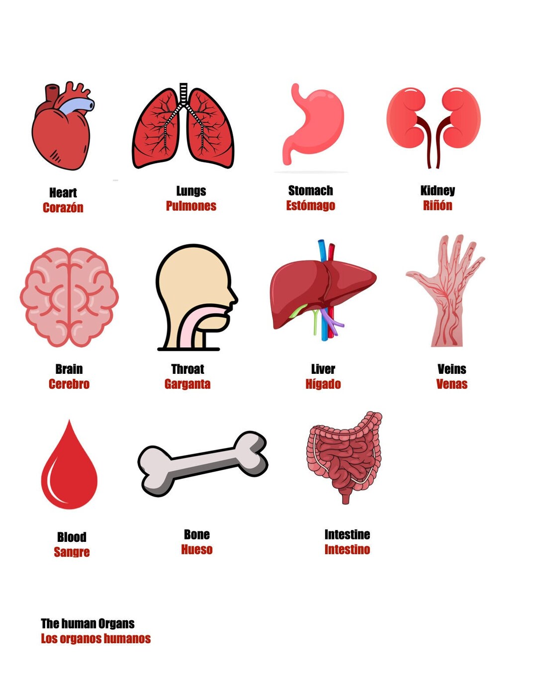 The Human Organs Spanish Cheat Sheet - Etsy