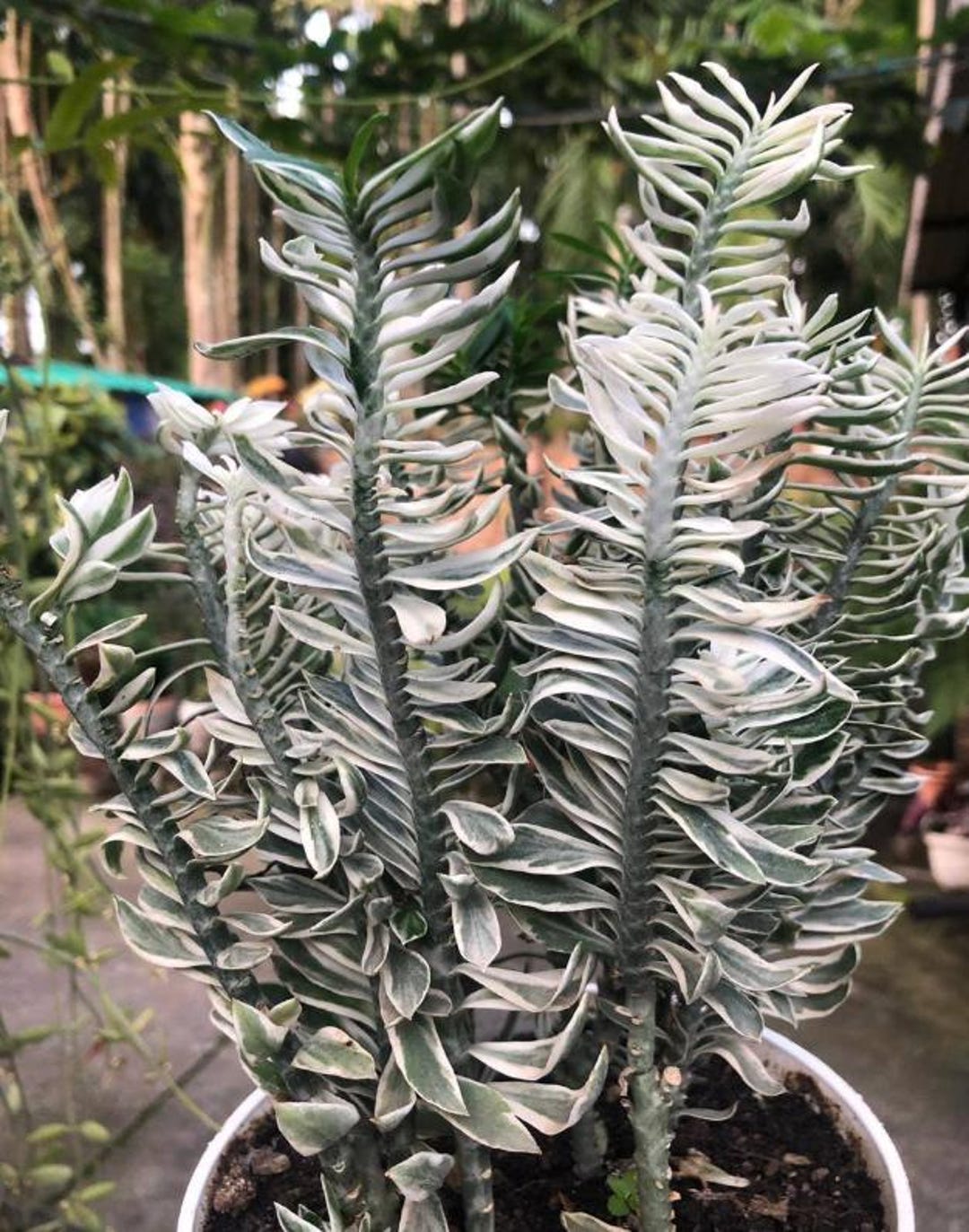 Rare Cactus Succulent Variegated Devils Backbone Pedilanthus ...