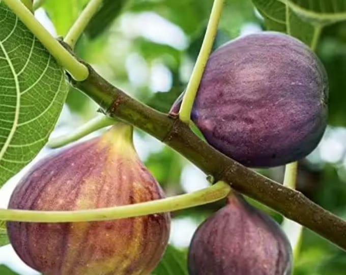Fig Tree "olympian" Big Fruit - Large Figs - Starter Tree - Zones 6-10 ...