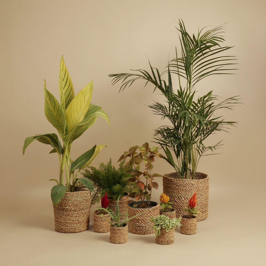 Handwoven Palm Leaf Baskets & Planters - Etsy
