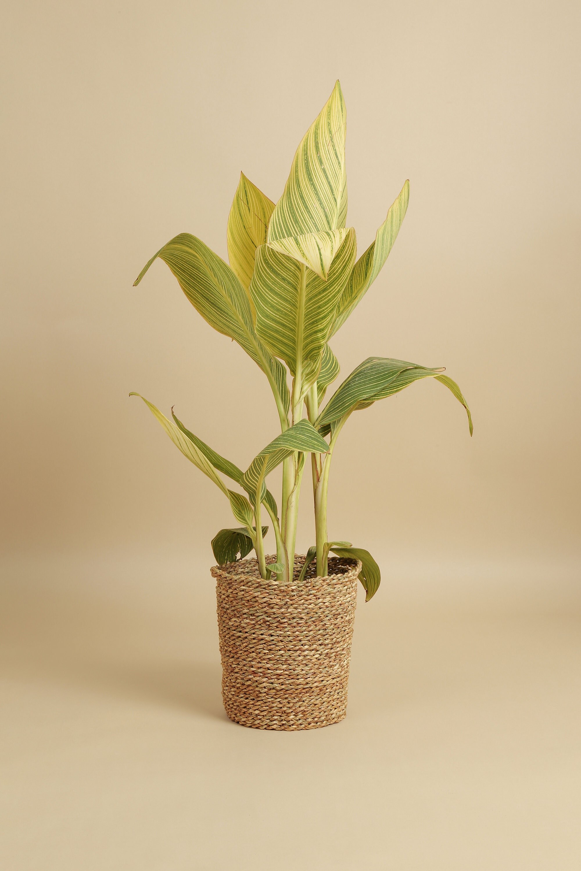 Handwoven Palm Leaf Baskets & Planters - Etsy