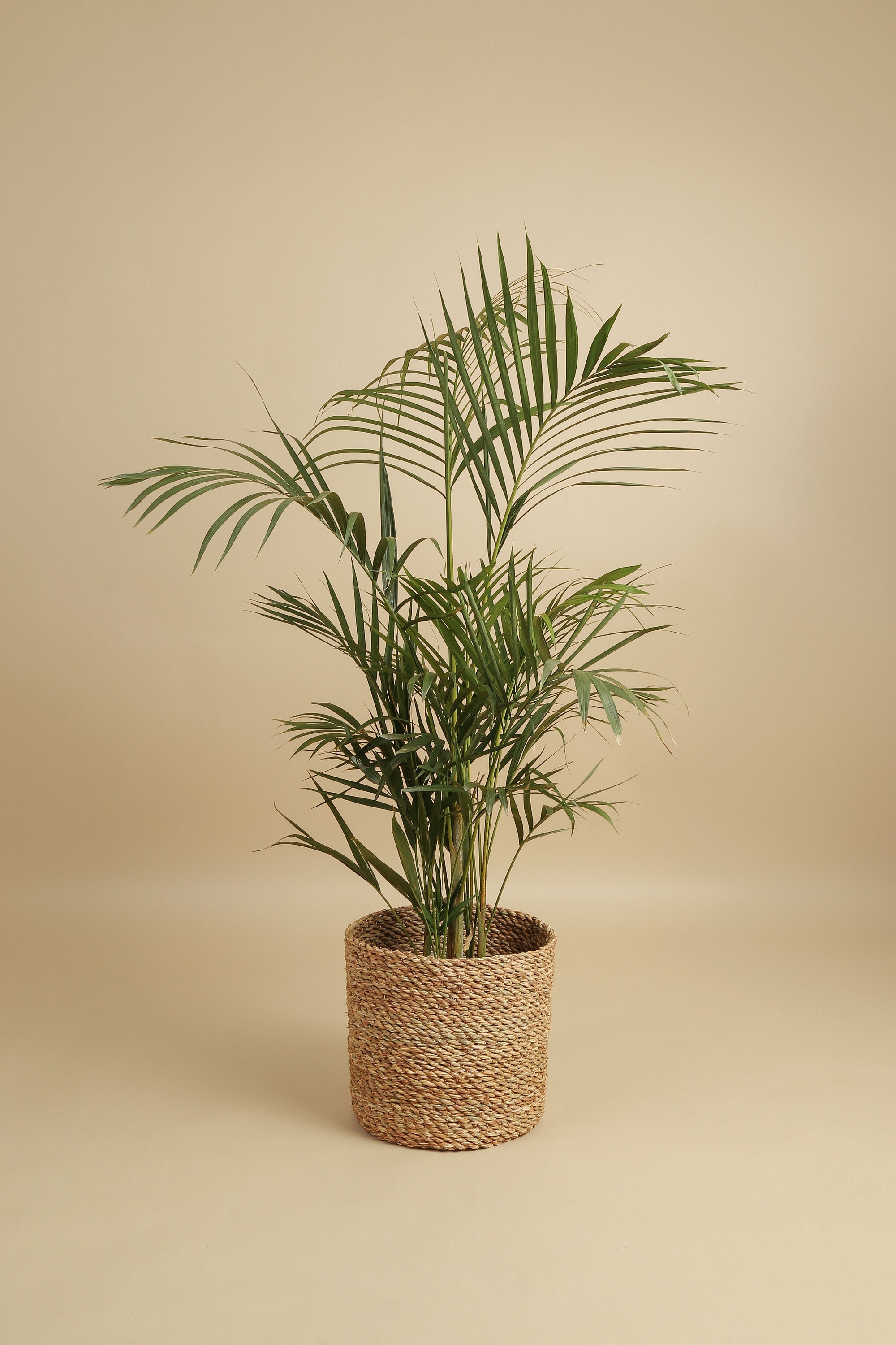 Handwoven Palm Leaf Baskets & Planters - Etsy