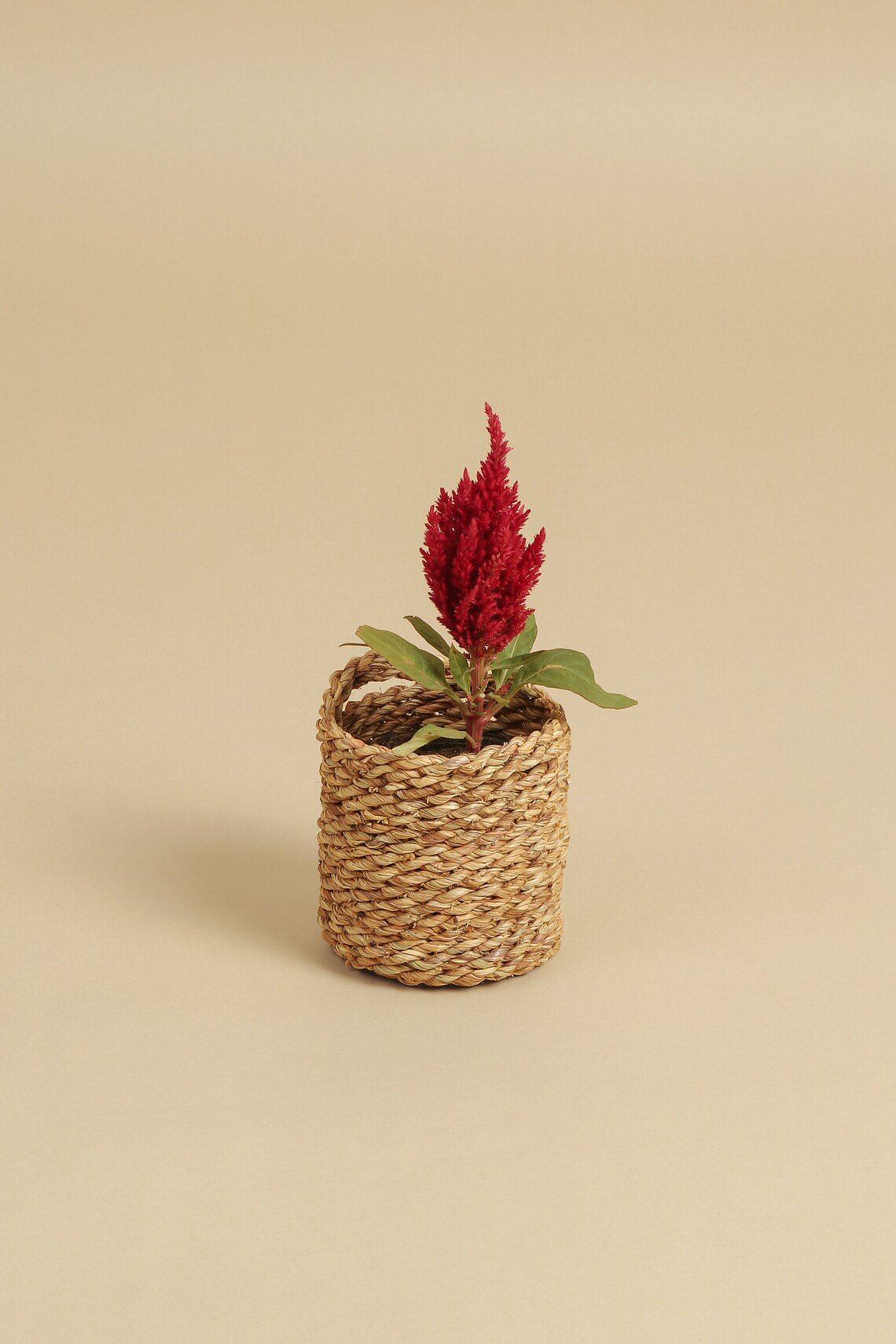 Handwoven Palm Leaf Baskets & Planters - Etsy