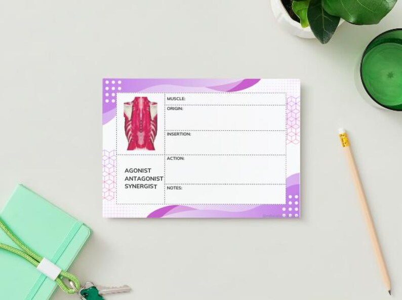 Anatomy Study Cards PDF - Muscle Study Tool for Physiotherapy, Sports ...