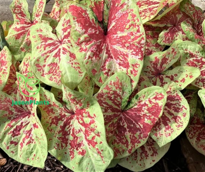 Raspberry Moon Caladium: Live Plant Bulbs - Etsy