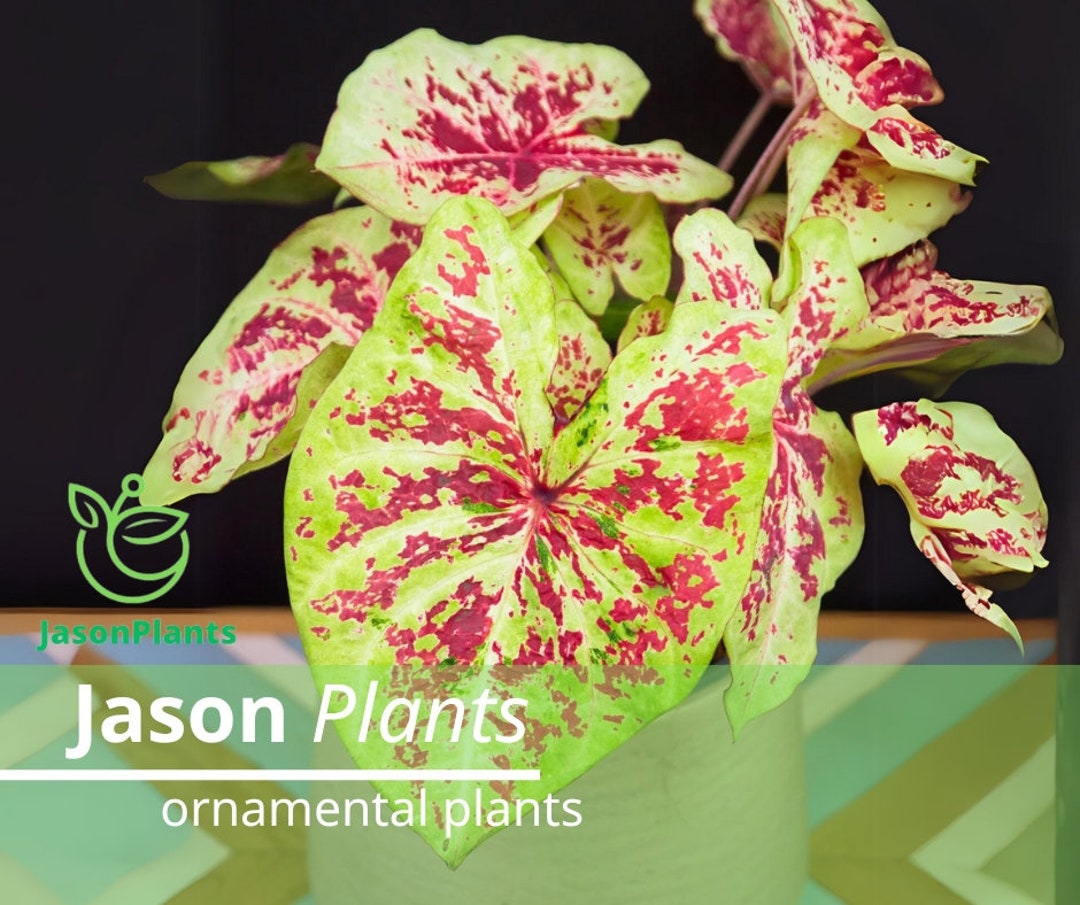 Raspberry Moon Caladium: Live Plant Bulbs - Etsy