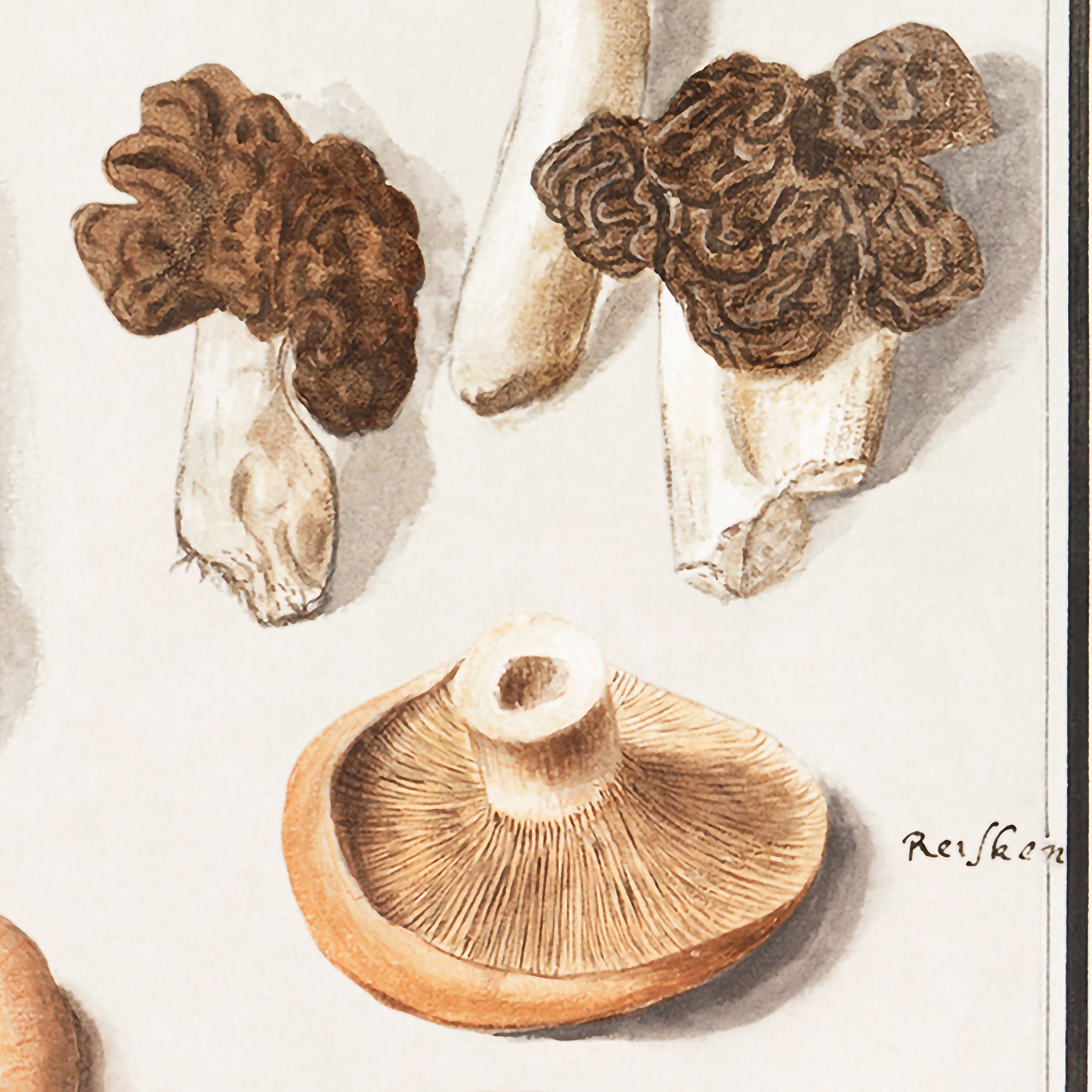 Mushroom Printable Wall Art SINGLE | Botanical Illustration | Morel ...