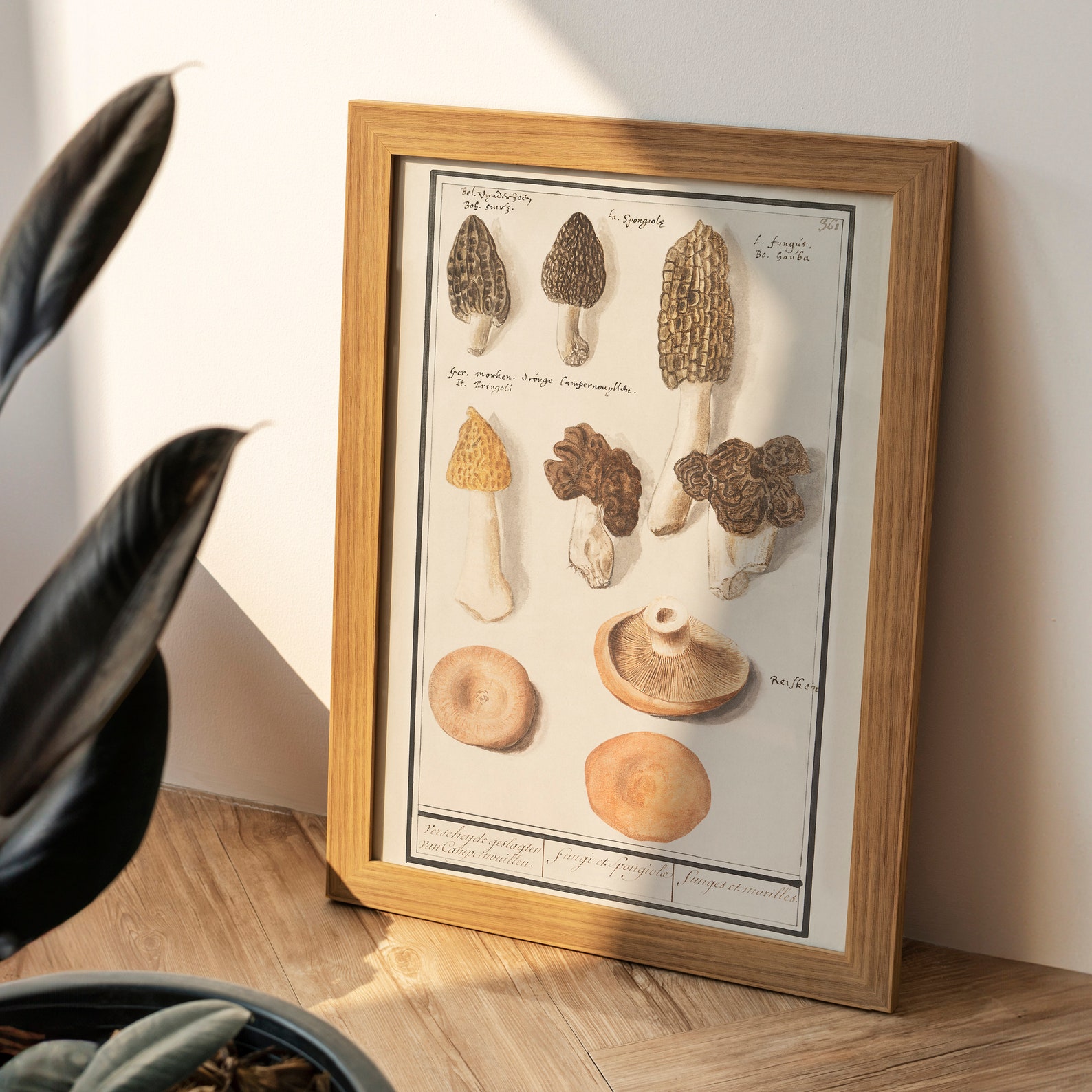Mushroom Printable Wall Art SINGLE | Botanical Illustration | Morel ...