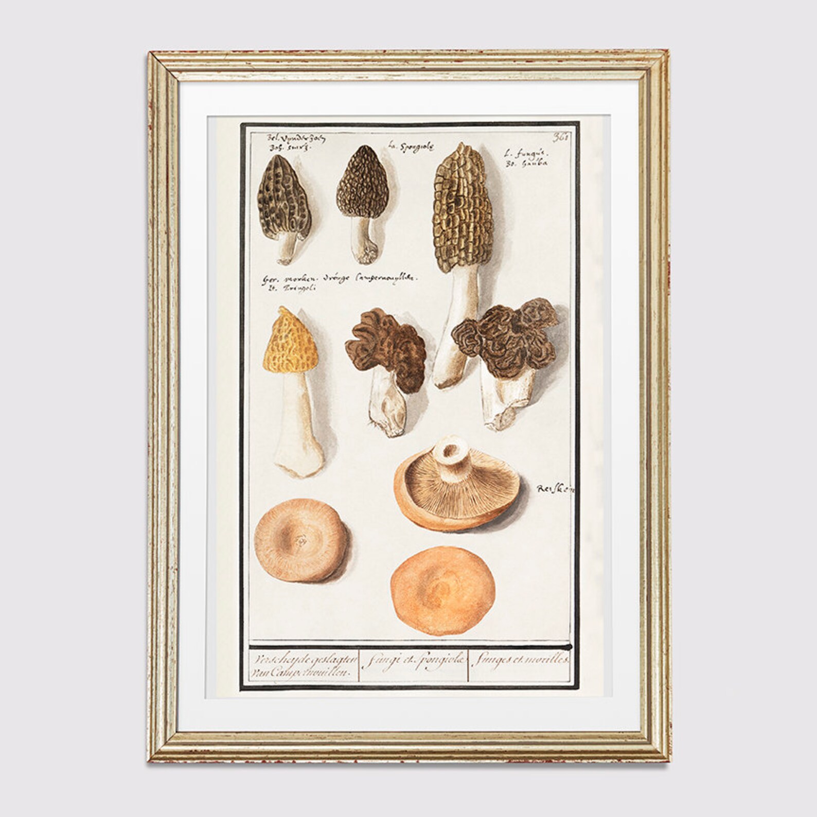Mushroom Printable Wall Art SINGLE | Botanical Illustration | Morel ...