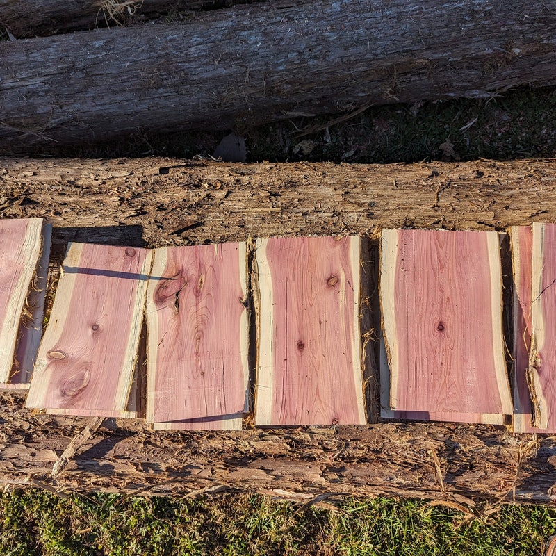 Eastern Red Cedar - Etsy