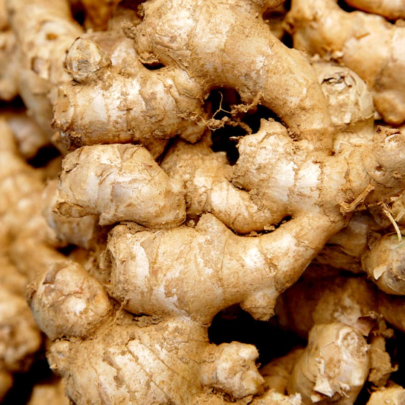 Fresh Organic Ginger-multiple Benefits - Spices - Etsy